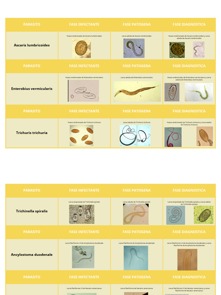 Fases de Parásitos Intestinales | PDF | Animales y humanos | Parasitología