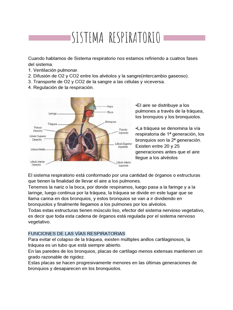 Sistema Respiratorio | PDF | Sistema respiratorio | Pulmón