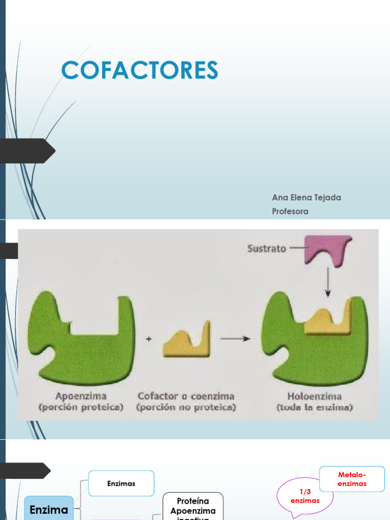 Cofactores y Coenzimas en Enzimas | PDF | Enzima | Cofactor (Bioquímica)
