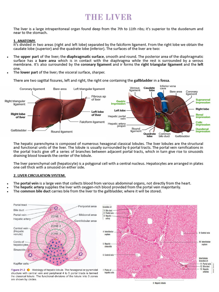 Gen Cyto Unit 6 Liver | PDF | Liver | Medical Specialties