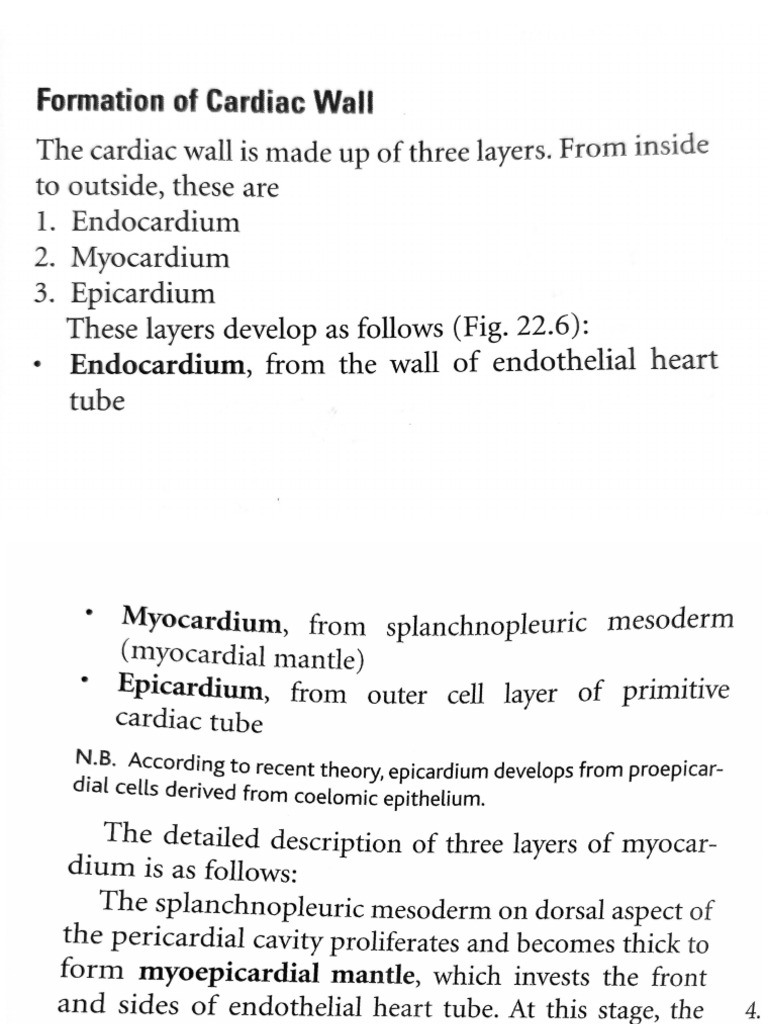 Formation of Cardiac Walls | PDF