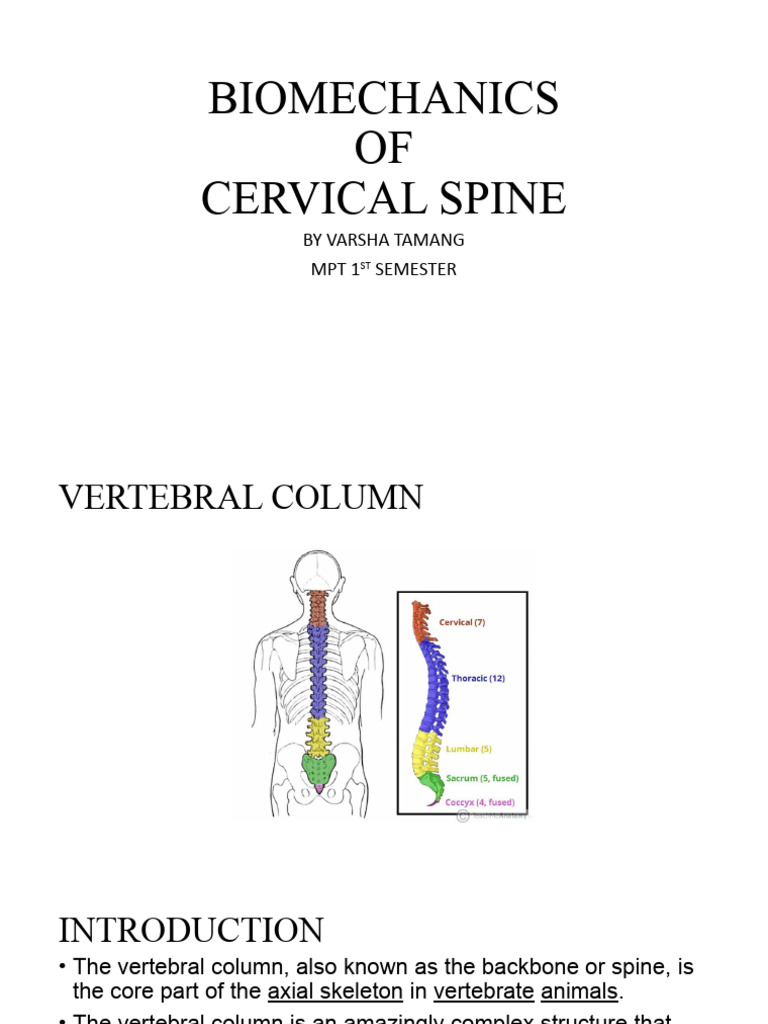 Cervical Spine | PDF | Vertebra | Vertebral Column