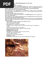 Urochordata Classification Overview | PDF | Chordates