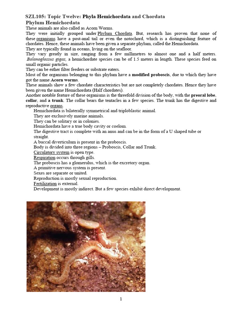 SZL105 Topic Twelve Phyla Hemichordata and Chordata | PDF | Vertebrates ...