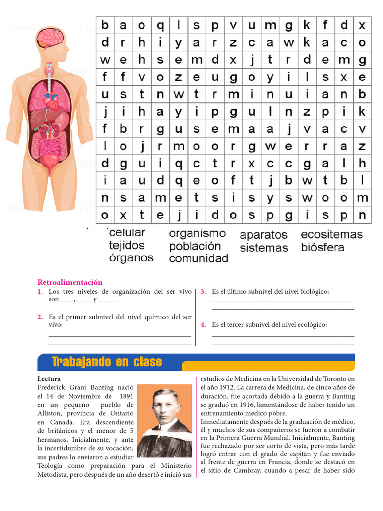 Niveles de Organizacion 1ro y 2do Secundaria | PDF | Insulina | Biología