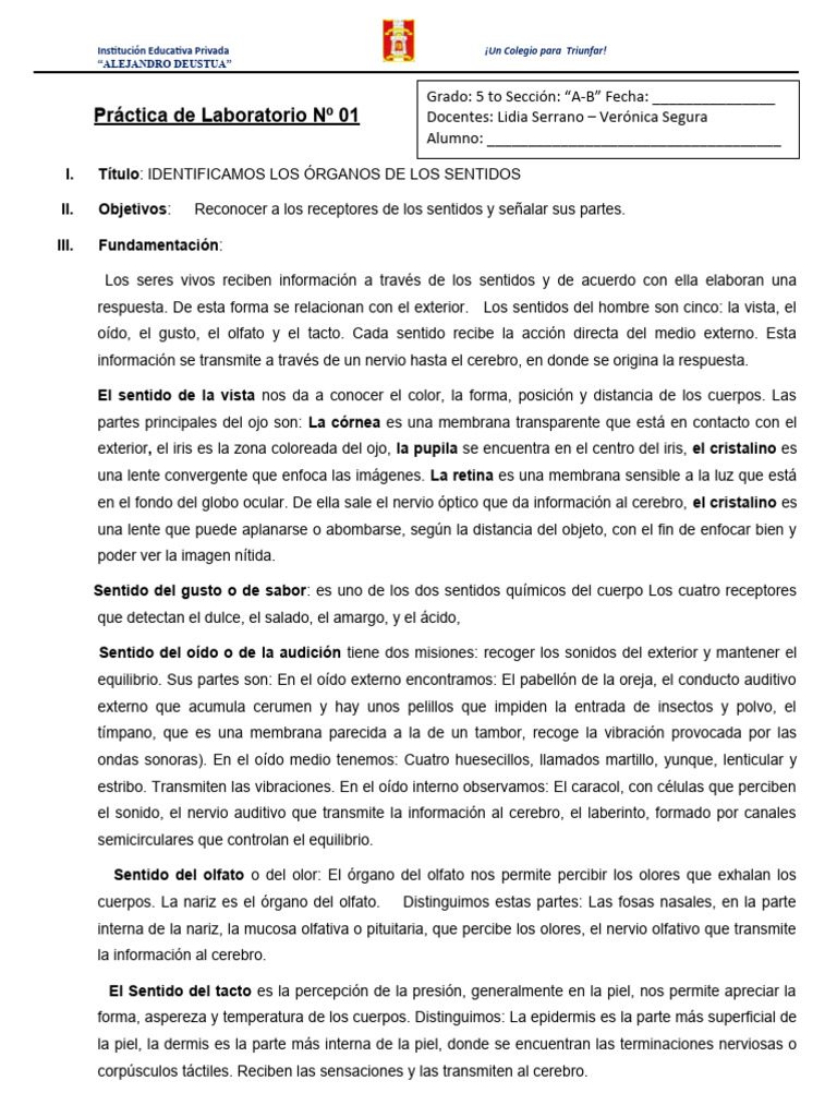PRACTICA LOS SENTIDOS Imagenes | PDF | Oído | Ojo