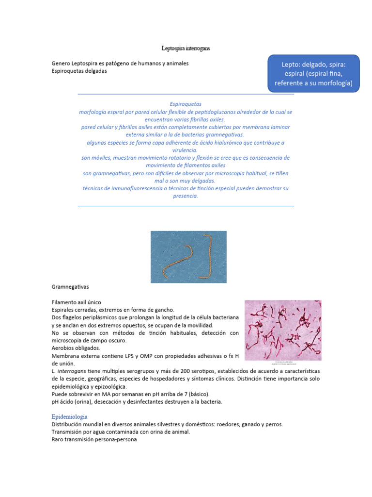 Características de Leptospira interrogans | PDF | Medicina | Epidemiología
