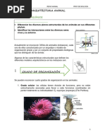 Animales y su Simetría Corporal | PDF | Simetría | Zoología