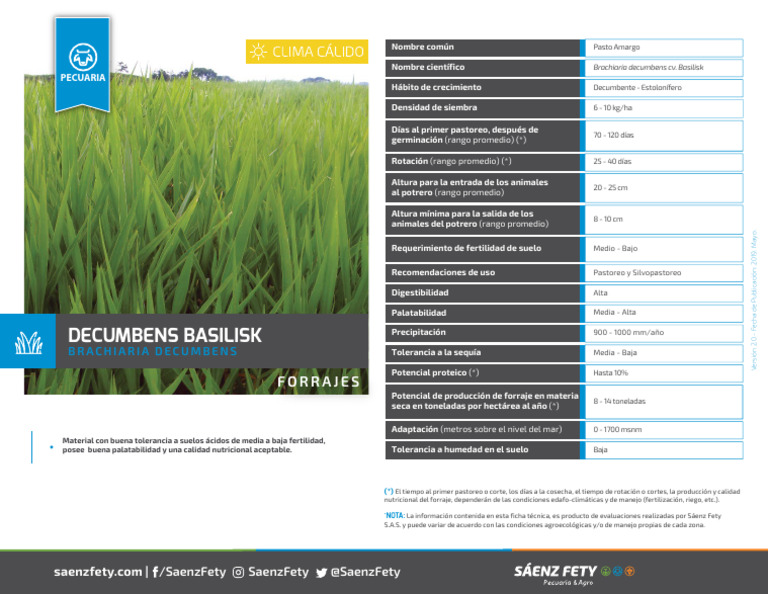 Ficha Técnica de Brachiaria Decumbens | PDF | Pasto | Pasto
