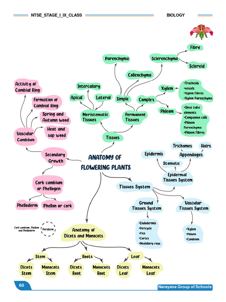 02 Class 9 Tissues Ntse Final (60 -104) | PDF | Epithelium | Tissue ...