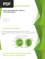 Estomas e Plastídeos: Estrutura e Função | PDF | Fotossíntese | Estoma