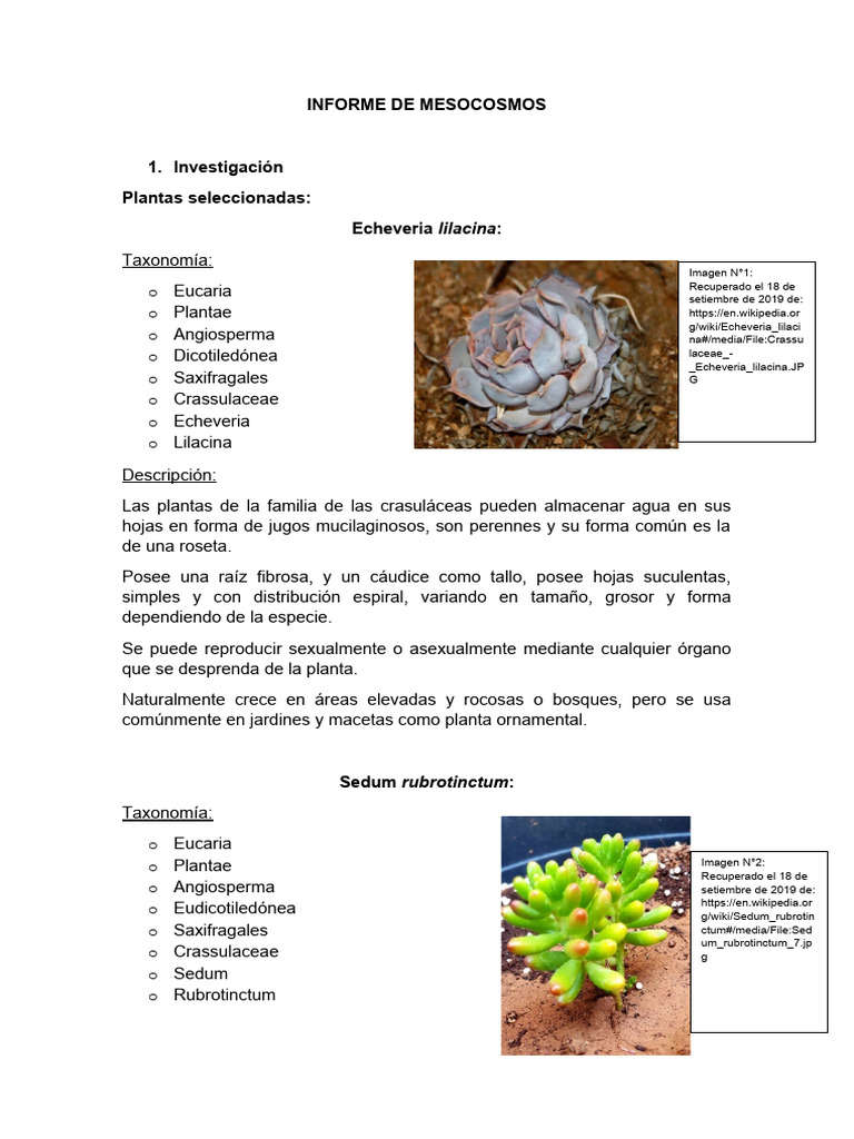 Informe sobre Mesocosmos y Plantas | PDF | Agua | Plantas