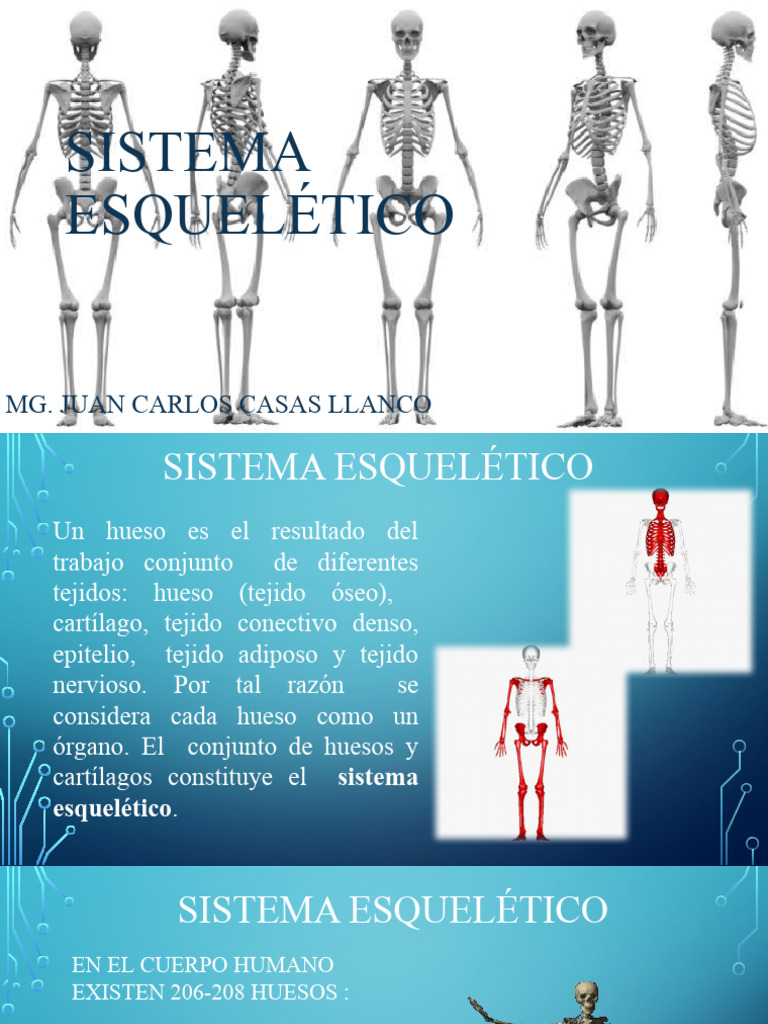 Anatomía Y Fisiología De Los Huesos Pdf Hueso Tórax