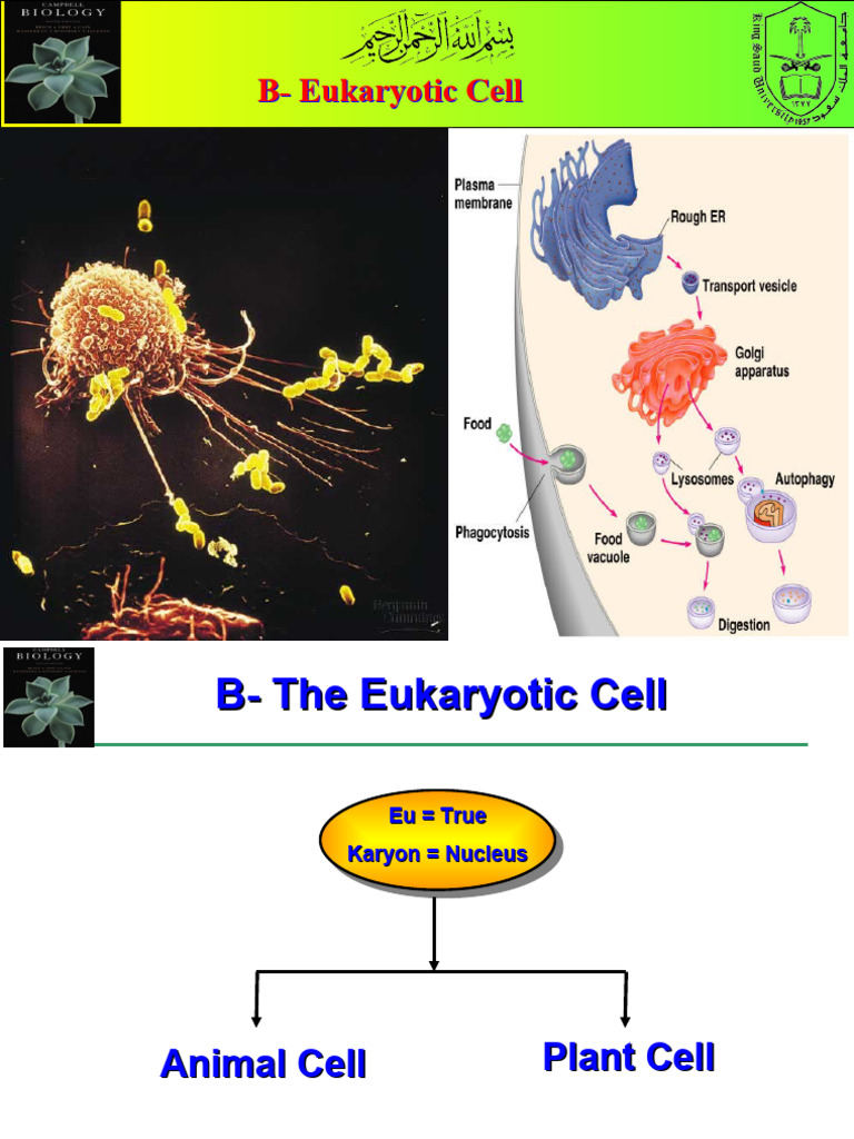 Cell Biology - Eukaryotic Cell | PDF | Cell (Biology) | Ribosome