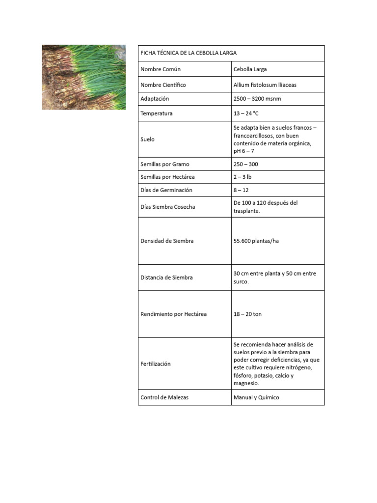 Ficha Técnica de Los Cultivos | Descargar gratis PDF | Cilantro