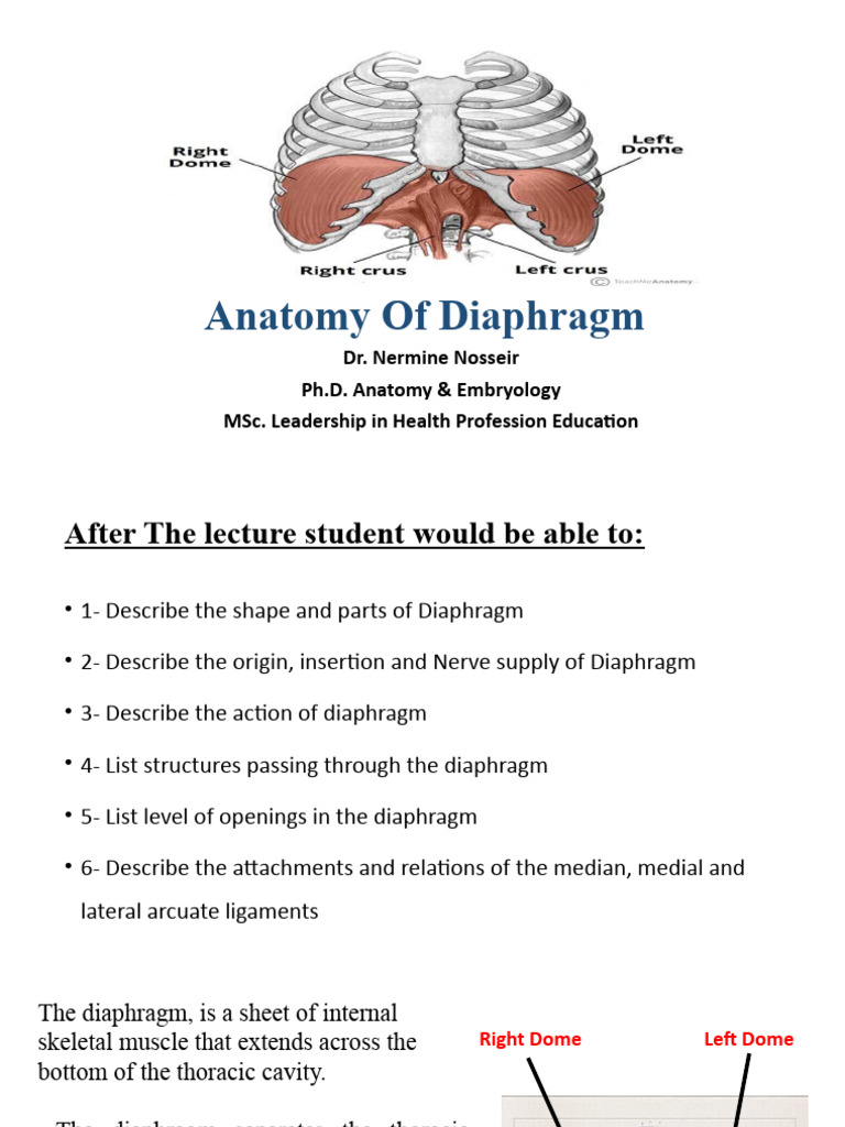 Diaphragm Anatomy and Function Guide | PDF | Anatomy | Thorax (Human ...