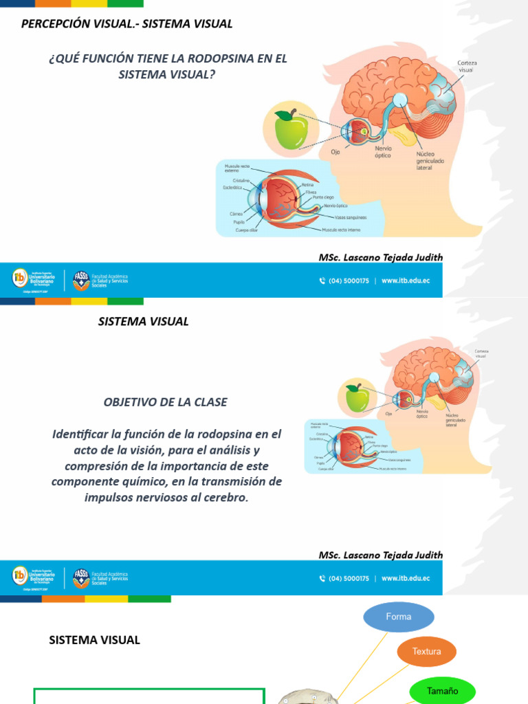 Clase 3 Estimulacion Visual Rodopsina | PDF | Percepción visual | Retina