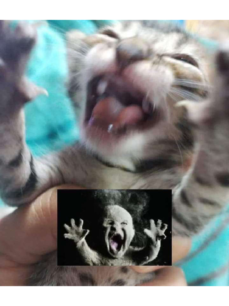 Gato Aaaaaaaaa | PDF