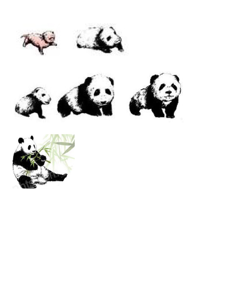 Panda Ciclo de Vida | PDF