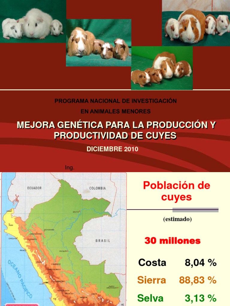 5 Mejora Genetica de Cuyes 1 | PDF | Genotipo | Herencia