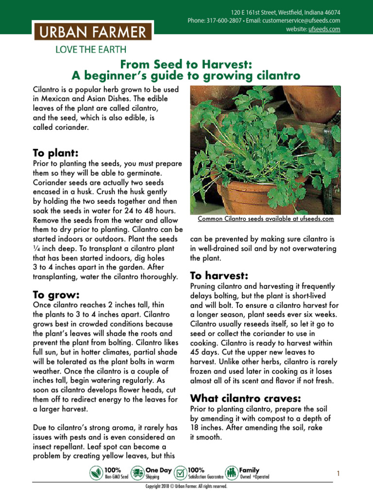 Instructions For Growing Cilantro | PDF | Coriander | Seed