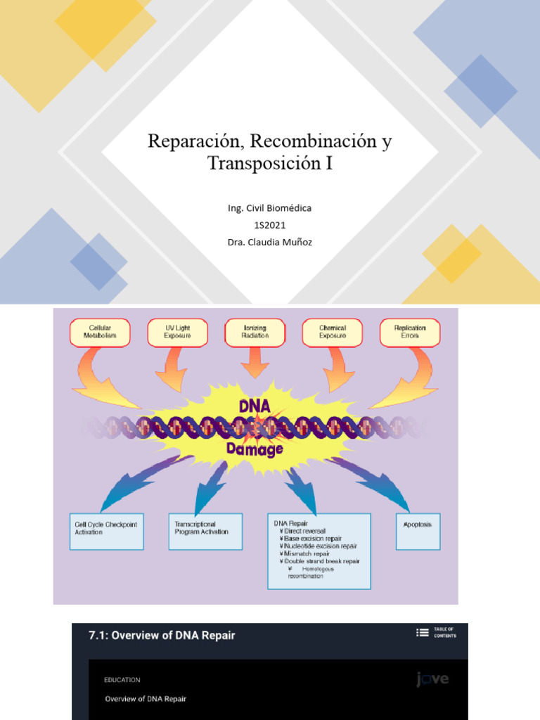 Reparación, Recombinación y Transposición I | PDF | Adn | Reparación de adn