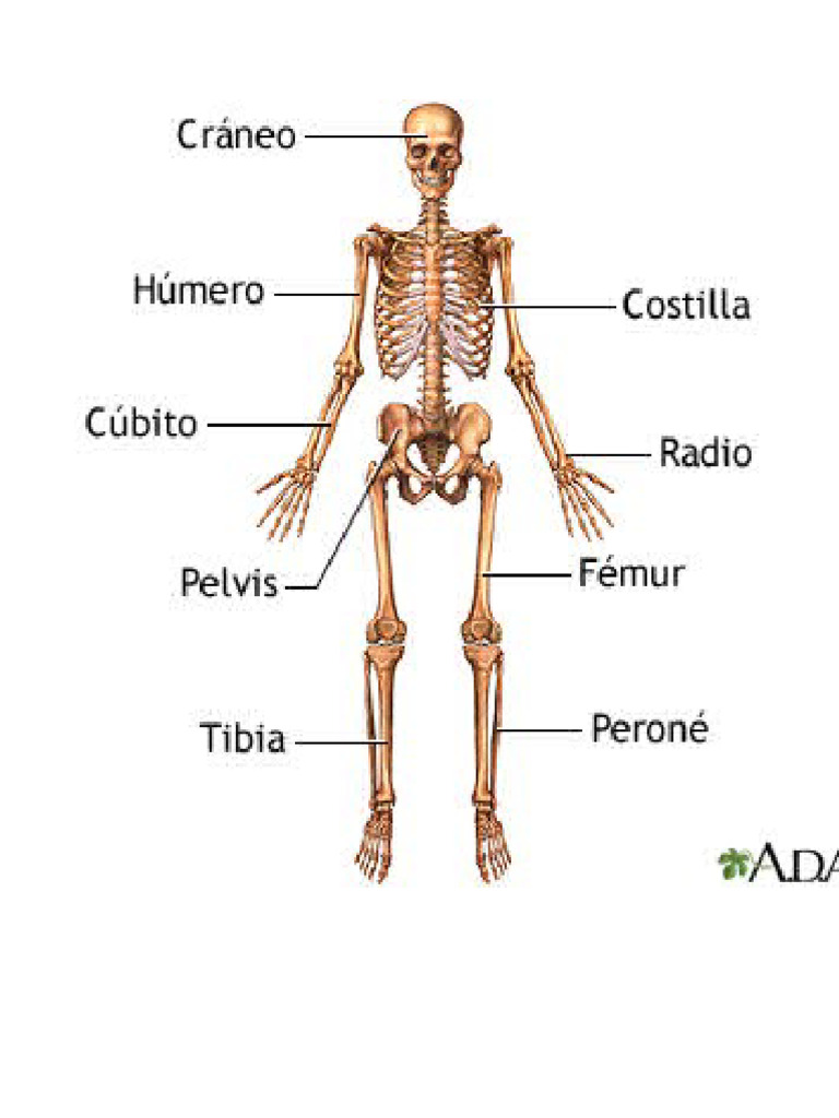 Esqueleto Humano | PDF