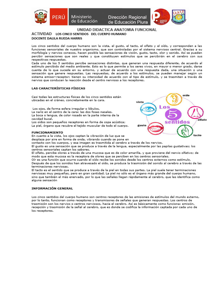 Anatomía y Función de los 5 Sentidos | PDF | Ojo humano | Gusto