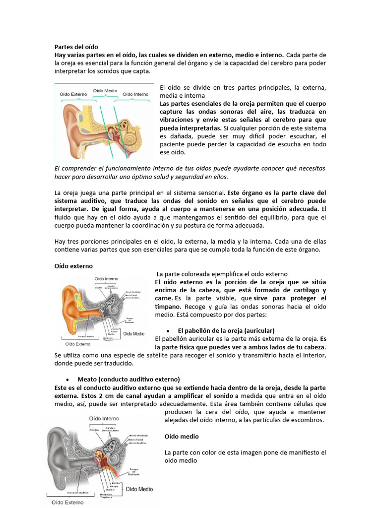 Partes del oído y su función esencial | PDF | Oído | Escuchando