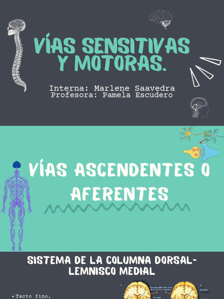 Vías Sensitivas y Motoras | PDF | Cerebelo | Sistema nervioso central