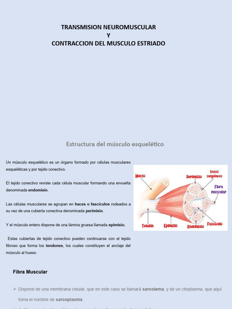 Clase 5 Union Neuromuscular y Contraccion Muscular | PDF | Músculo ...