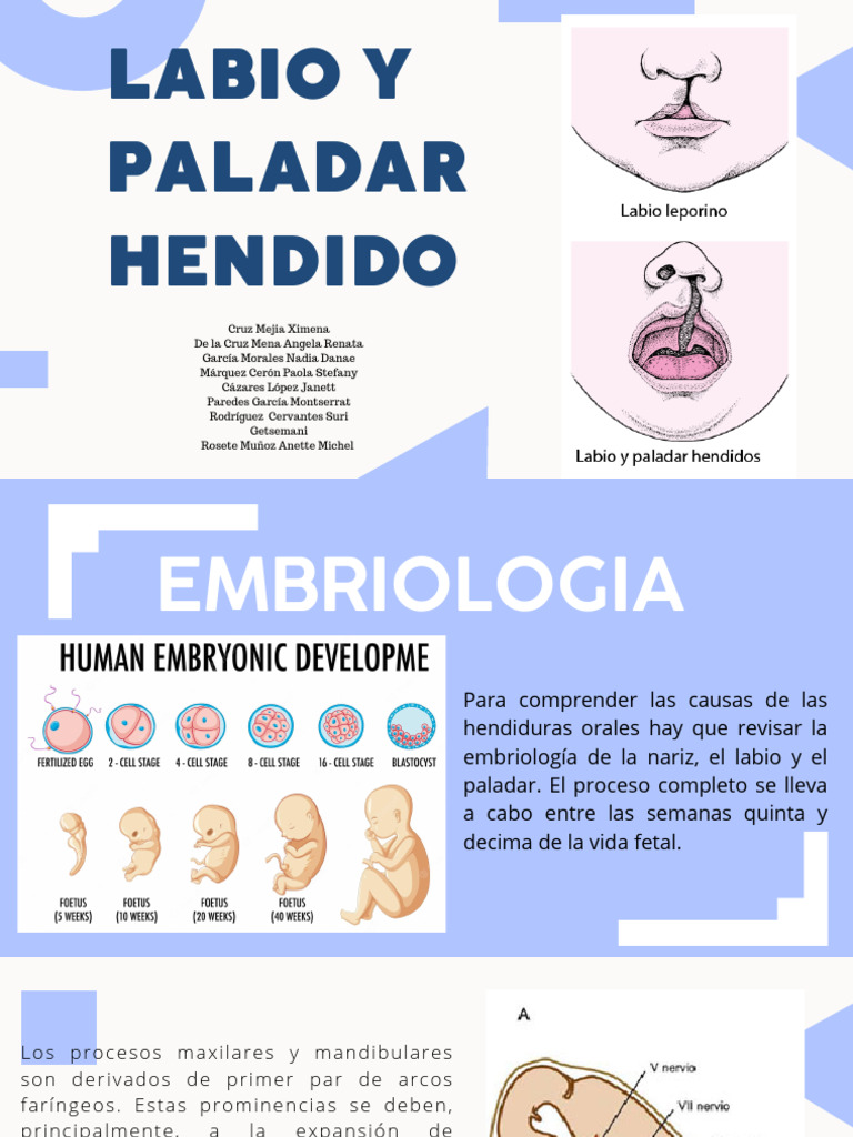 Labio y Paladar Hendido | Descargar gratis PDF | Odontología | Anatomía