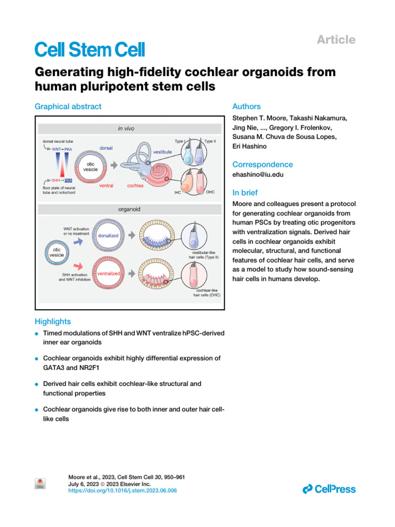 Generating High-fidelity Cochlear Organoids From Human Pluripotent Stem ...