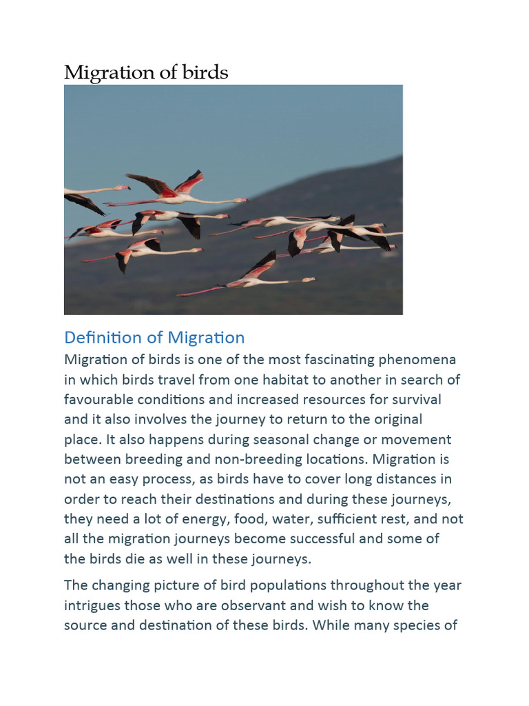Migration of Birds | PDF | Bird Migration | Birds