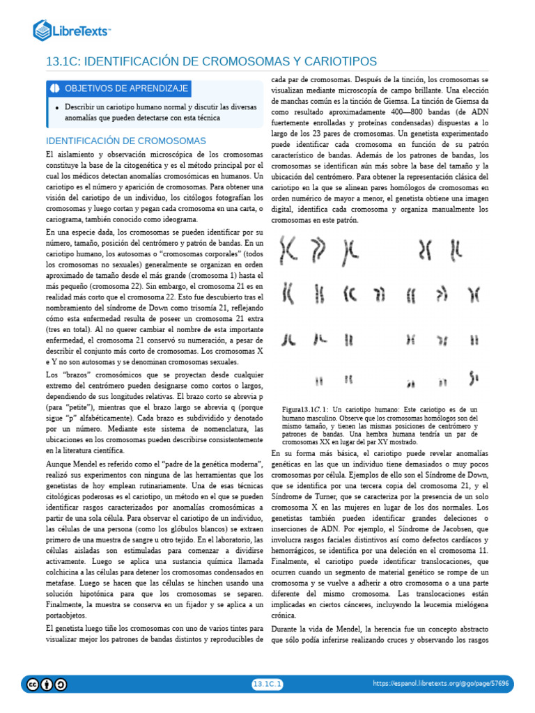 13.1C Identificación de Cromosomas y Cariotipos | PDF | Cromosoma | Cariotipo