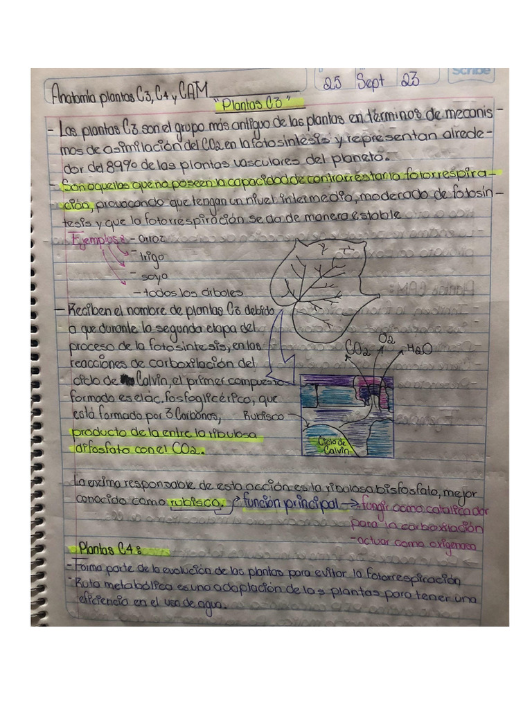 Anatomía Plantas C3, C4 y CAM | PDF