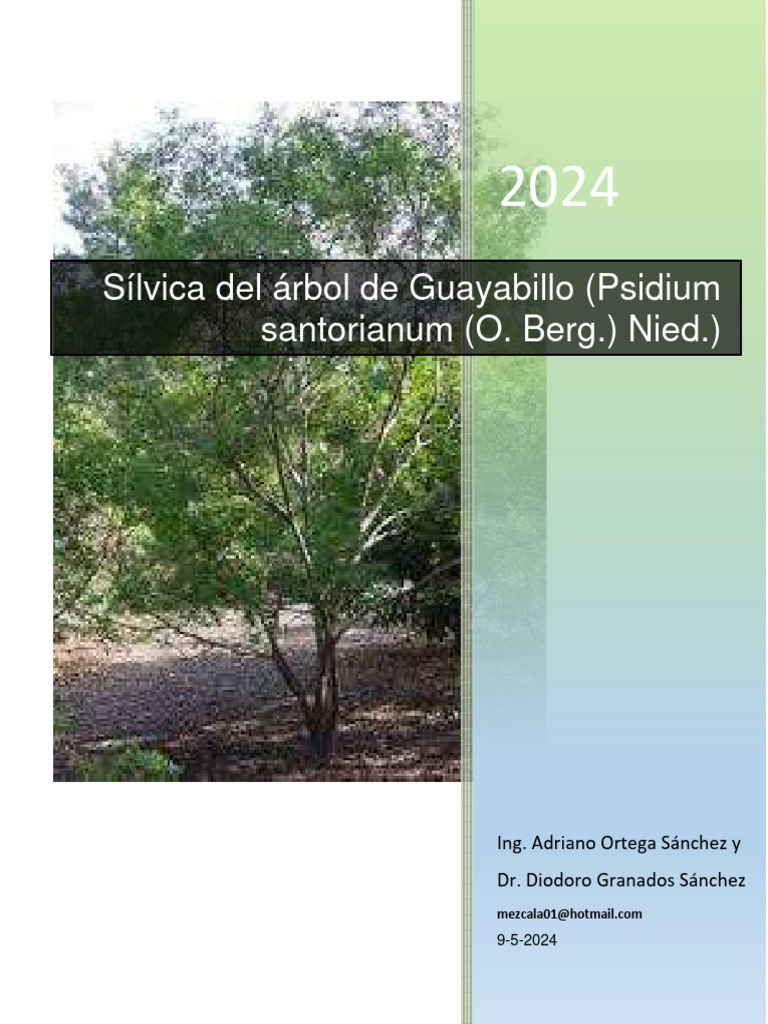 Silvicultura del Guayabillo en Ecuador | PDF | Flores | Arboles