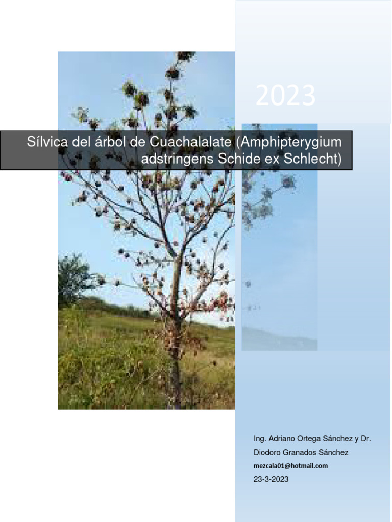 027 Silvica de Cuachalalate | PDF | Morfología Vegetal | Ramas de la ...