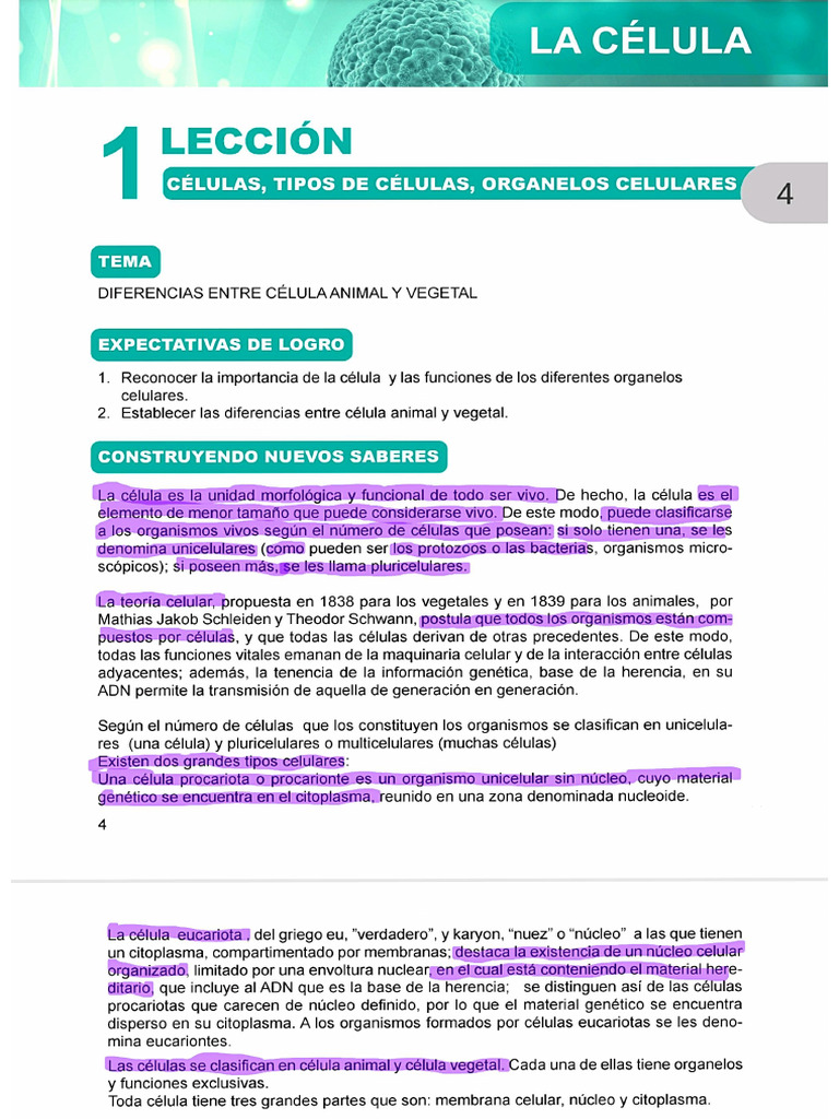 Plan N°1 Teoría Celular BIO 10° | PDF