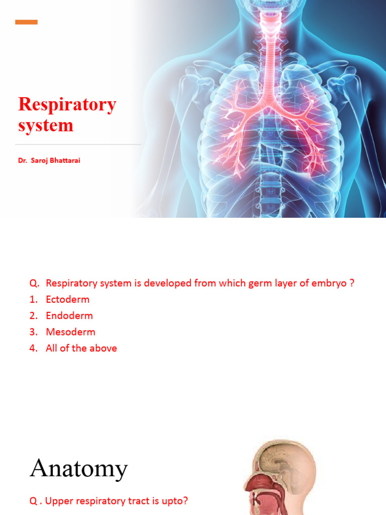 Respiratory system | PDF | Respiratory Tract | Lung