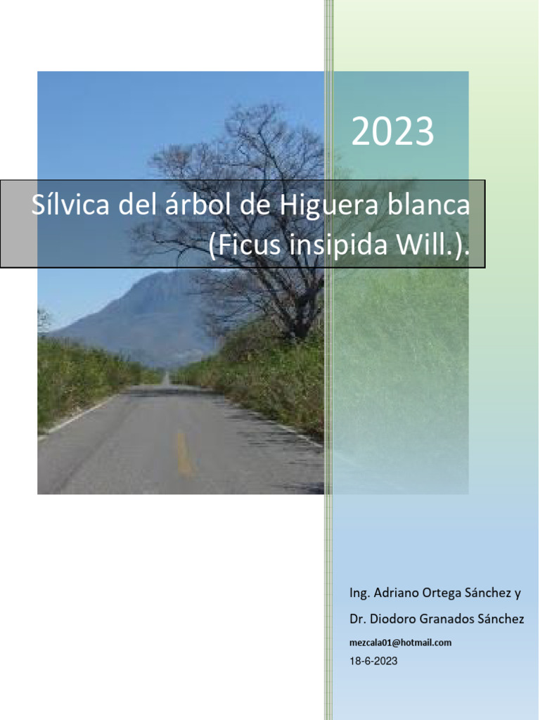 Silvica de la Higuera Blanca (Ficus insipida) | PDF | Ficus | Plantas