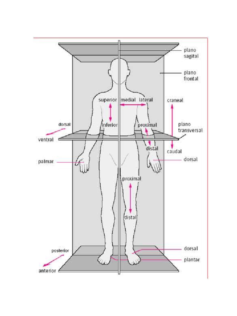 Terminologia Anatomica | PDF