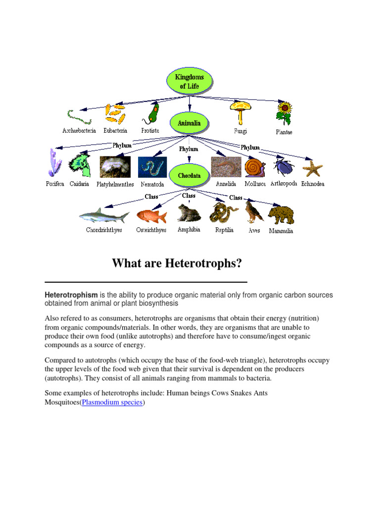 Heterotrophism Unlocked | PDF | Ruminant | Nutrition