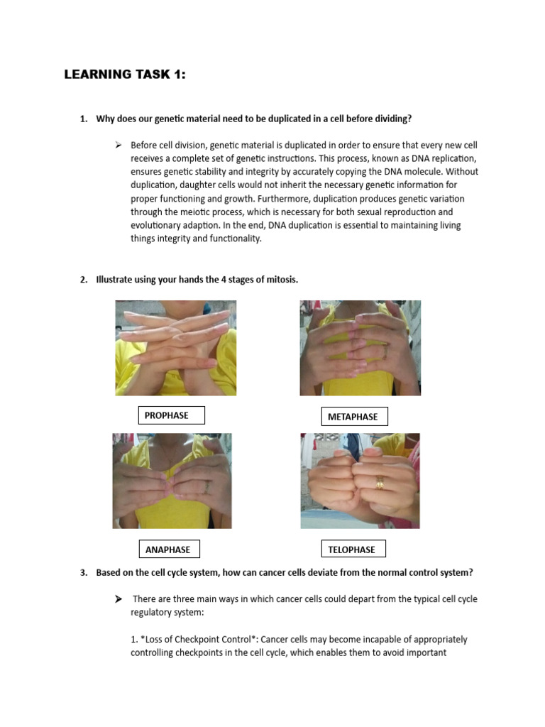 Learning Task 1 | PDF | Meiosis | Mitosis