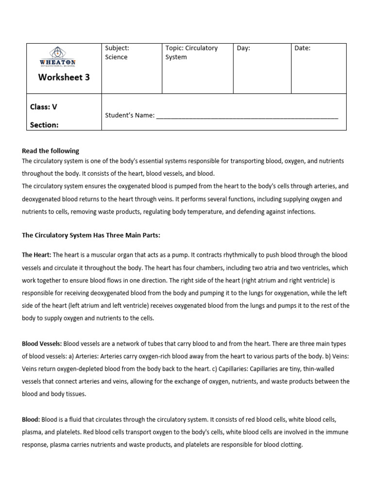 Worksheet On Circulatory System | PDF | Blood | Heart