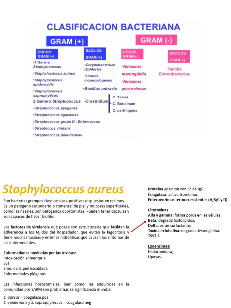Fichas Bacterio | PDF | Escherichia coli | Especialidades Medicas