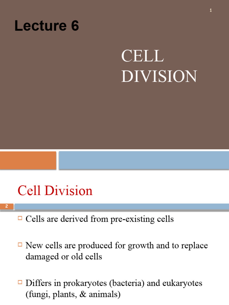 Bio 103 L6 NIA.V2 | PDF | Chromosome | Cell (Biology)