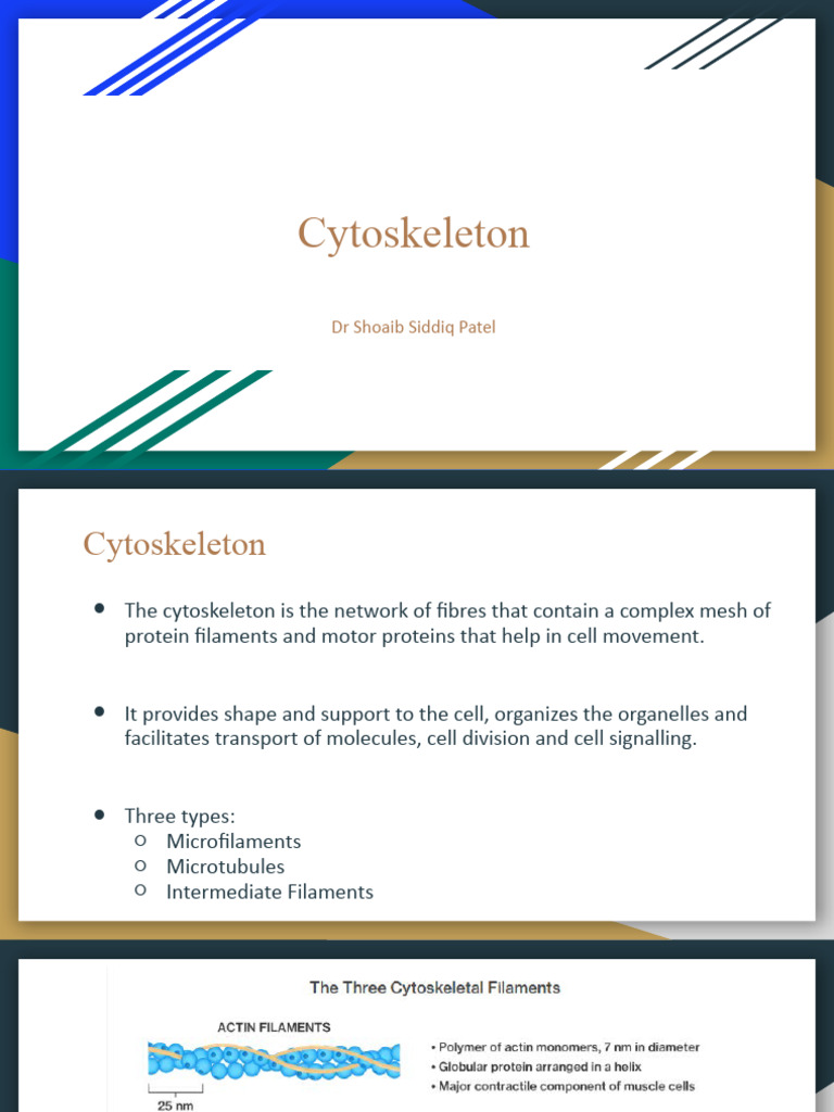 Cy to Skeleton | PDF | Cytoskeleton | Cell (Biology)