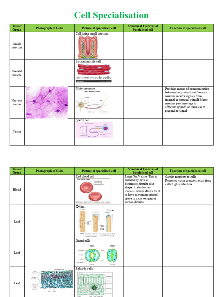 Cell Specialisation Activity | PDF | Muscle | Tissue (Biology)