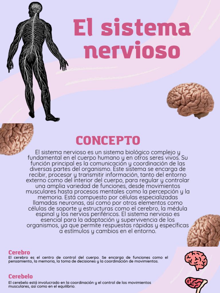El Sistema Nervioso | PDF | Sistema nervioso | Cerebro